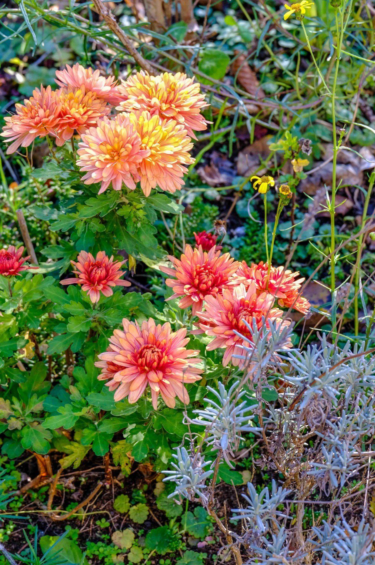 How to Winter Over Mums to Enjoy Their Bold Colors Year After Year