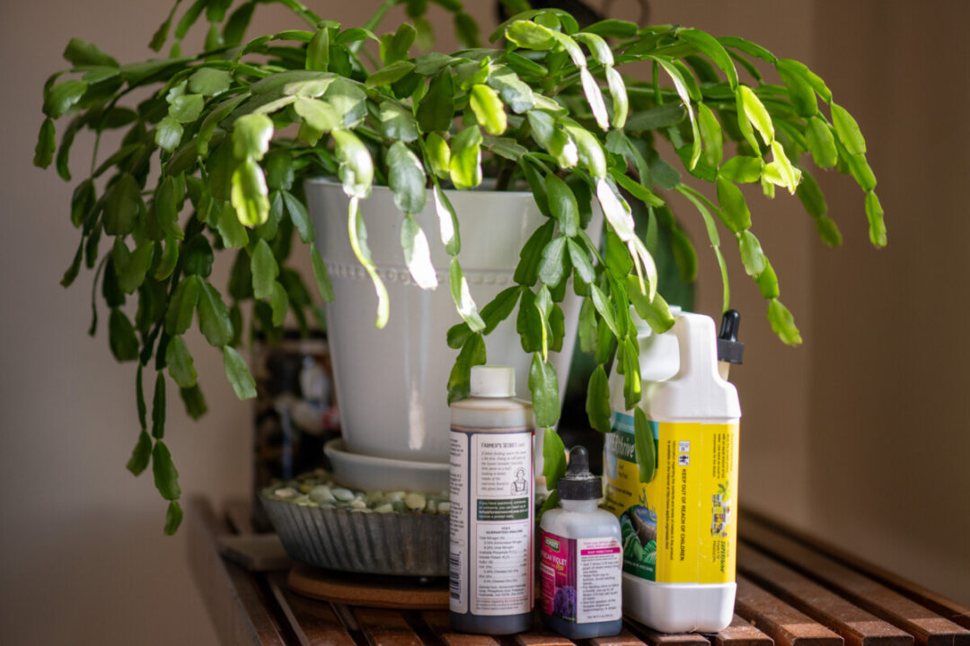 How, When & What to Fertilize Christmas Cactus for Huge Blooms