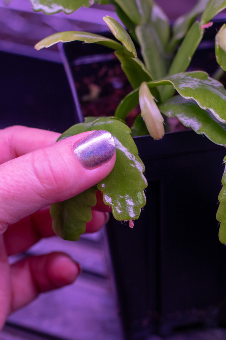 How, When & What to Fertilize Christmas Cactus for Huge Blooms