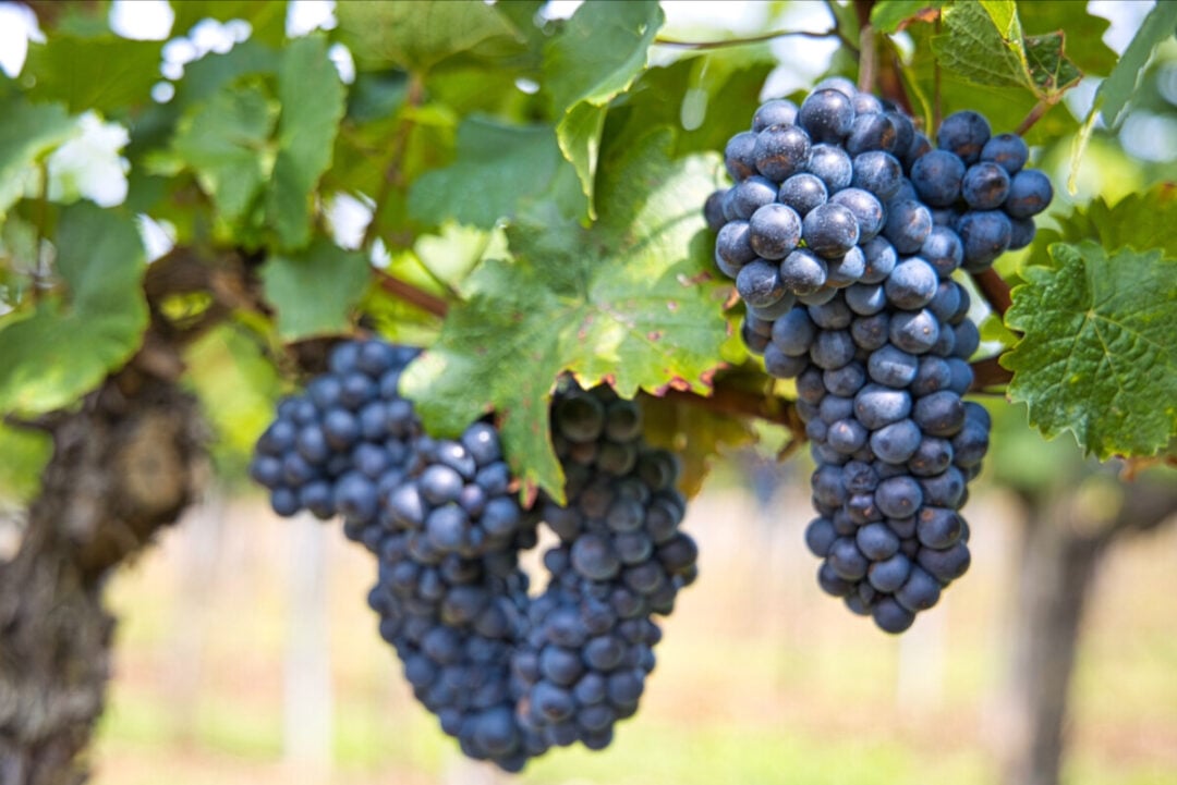How to Plant Bare Root Grapevines the Right Way