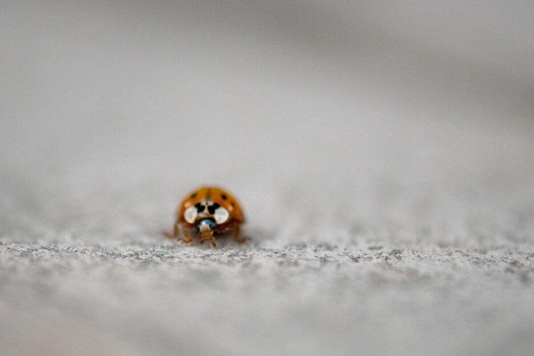 The Best Way to Get Rid of Ladybugs in Your Home This Winter