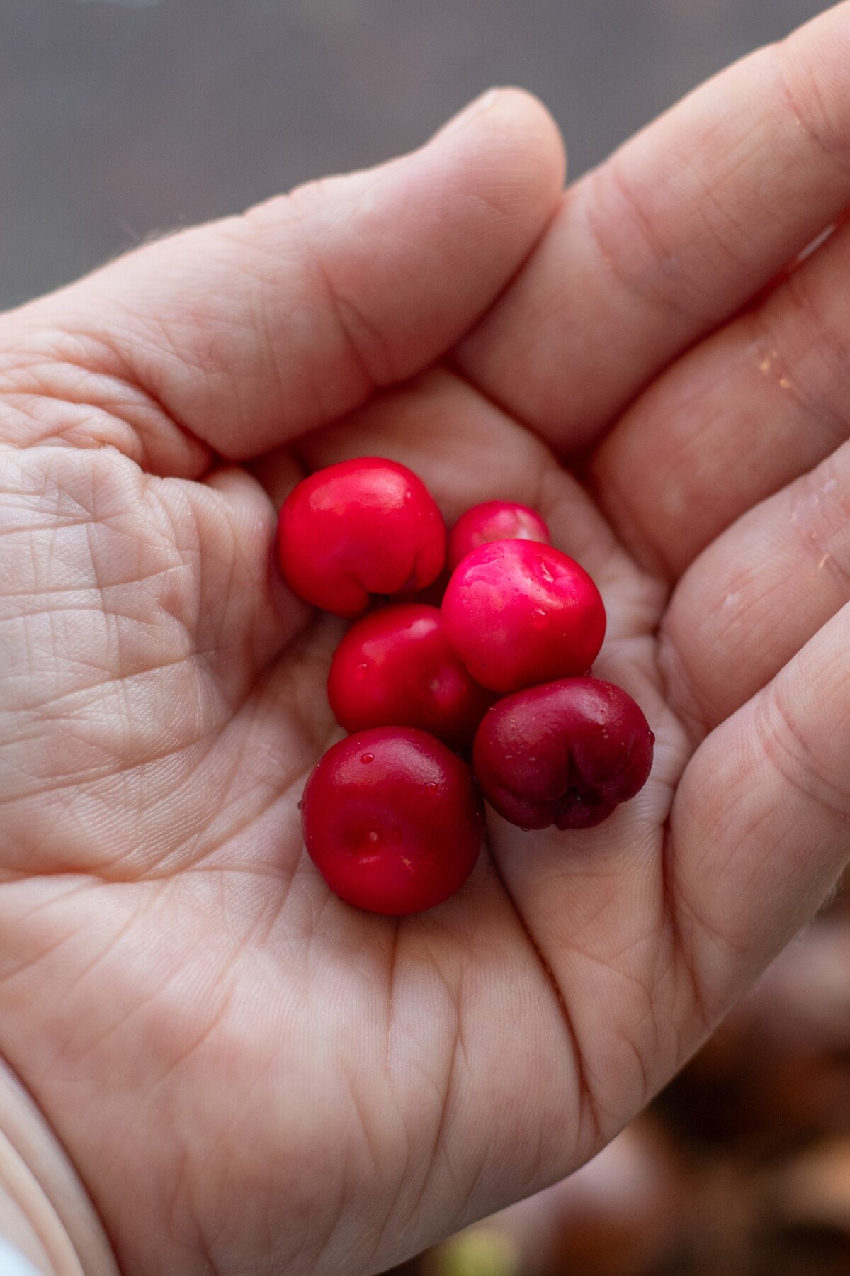 The Best Way to Get Rid of Ladybugs in Your Home This Winter