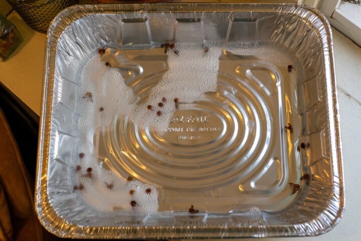 The Best Way to Get Rid of Ladybugs in Your Home This Winter