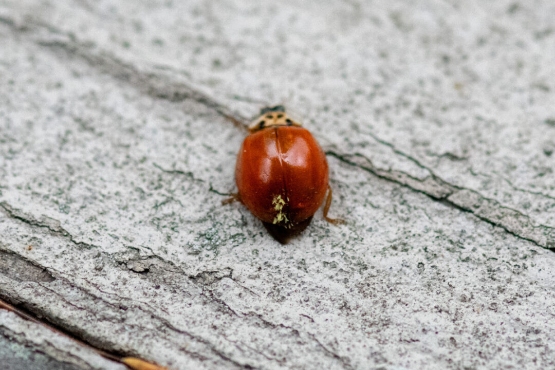 The Best Way to Get Rid of Ladybugs in Your Home This Winter