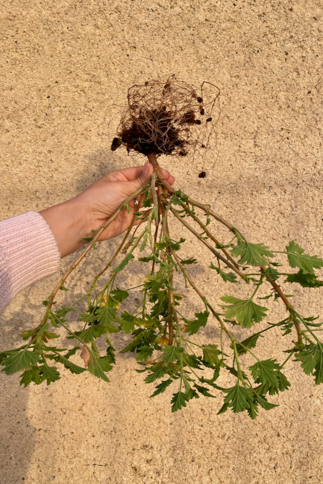 3 Ways to Overwinter Your Pelargonium Geraniums