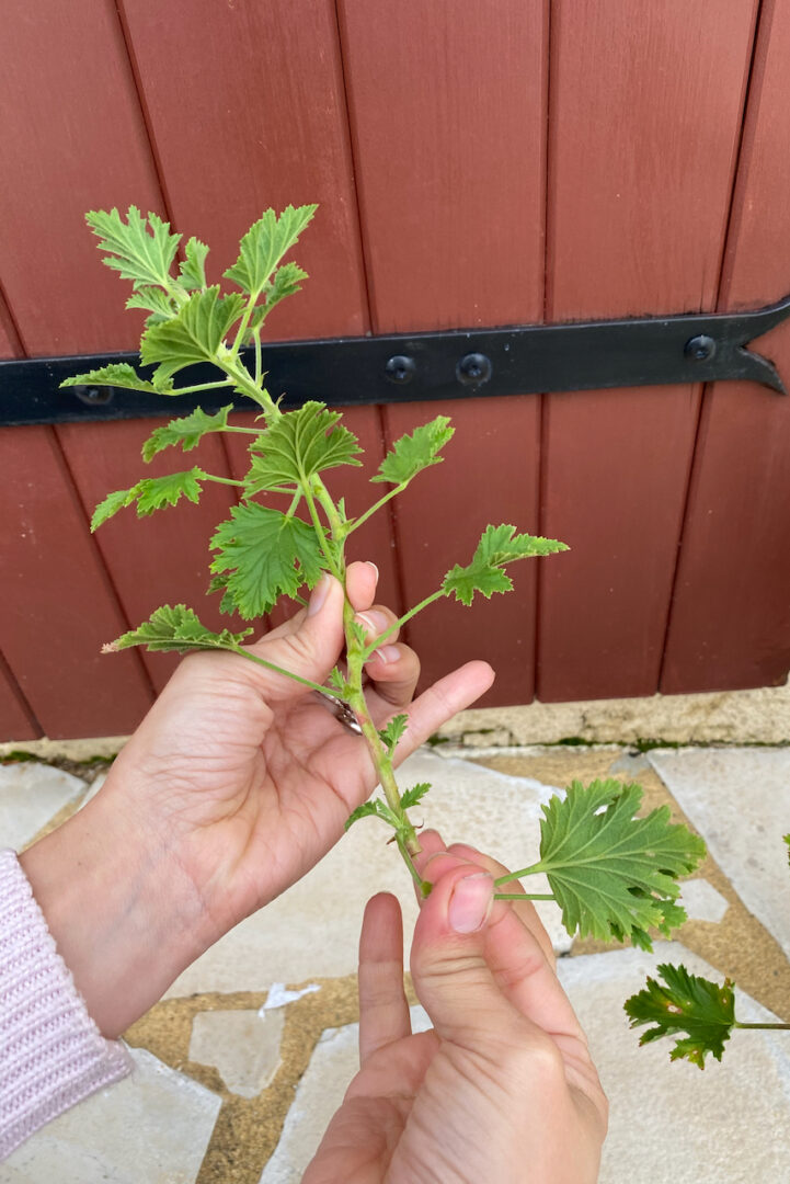 3 Ways to Overwinter Your Pelargonium Geraniums