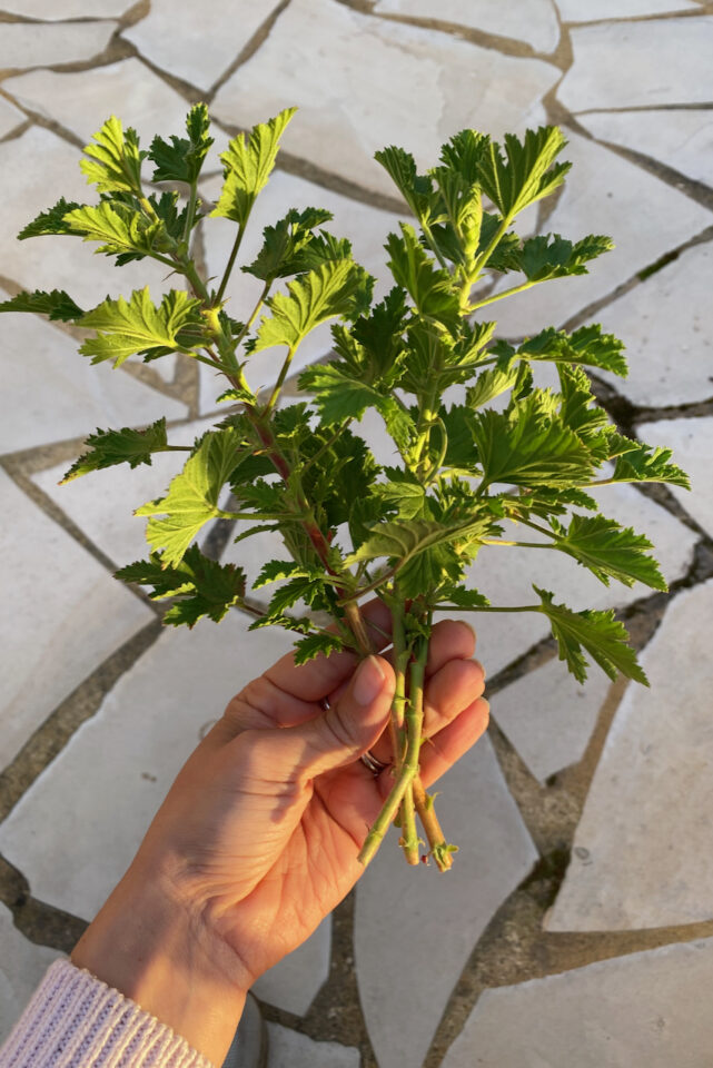3 Ways to Overwinter Your Pelargonium Geraniums