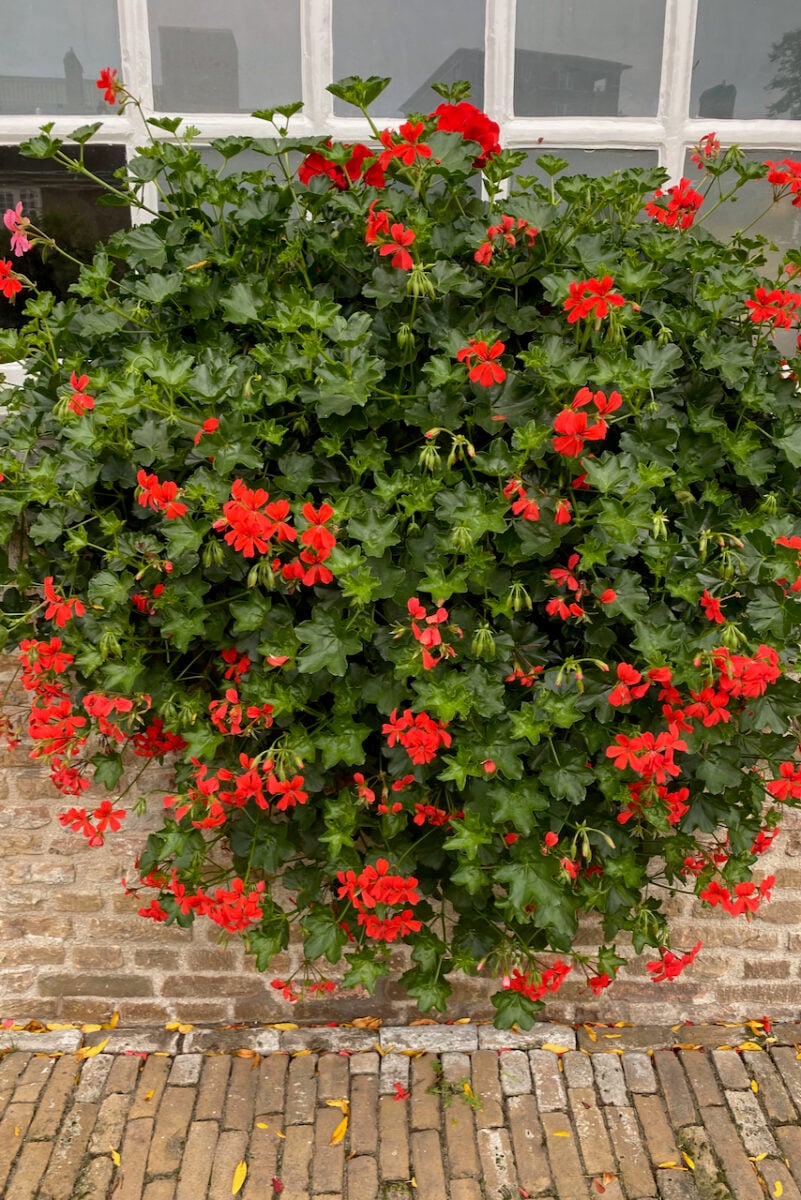 3 Ways to Overwinter Your Pelargonium Geraniums
