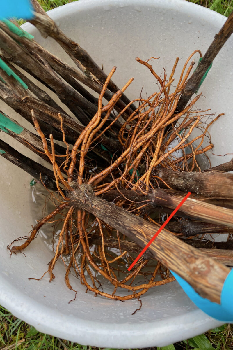 How to Plant Bare Root Grapevines the Right Way
