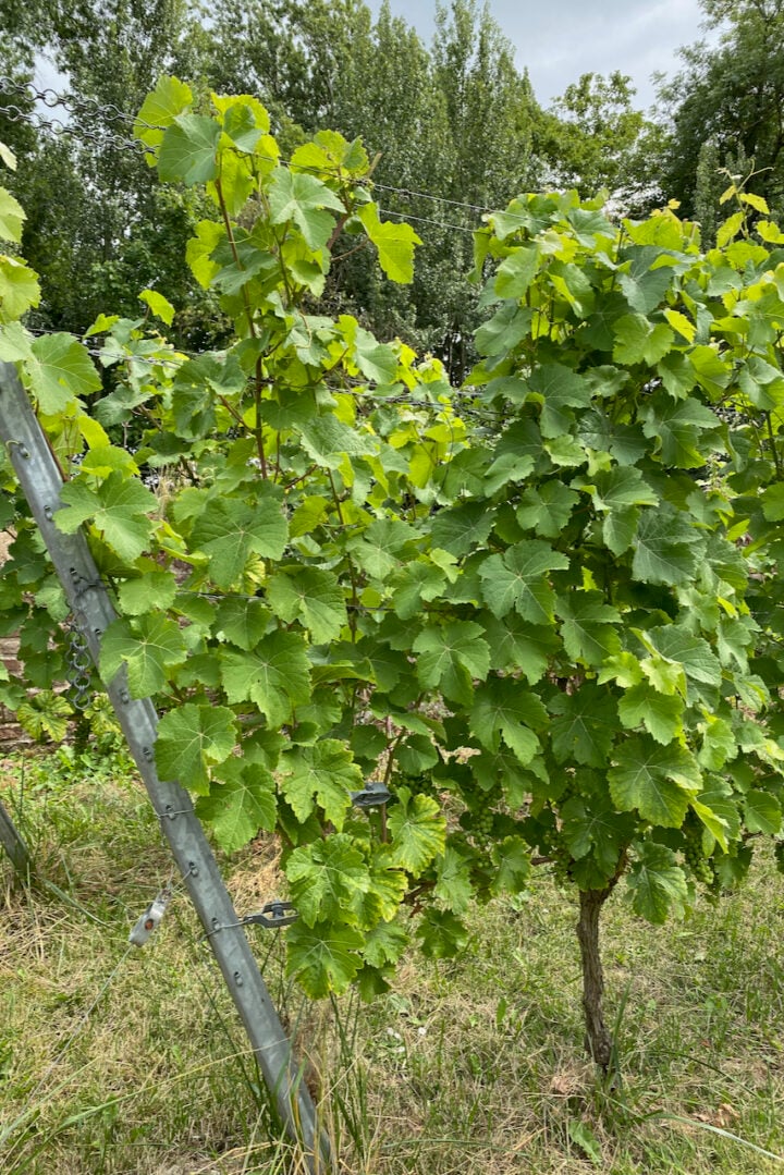 How to Plant Bare Root Grapevines the Right Way