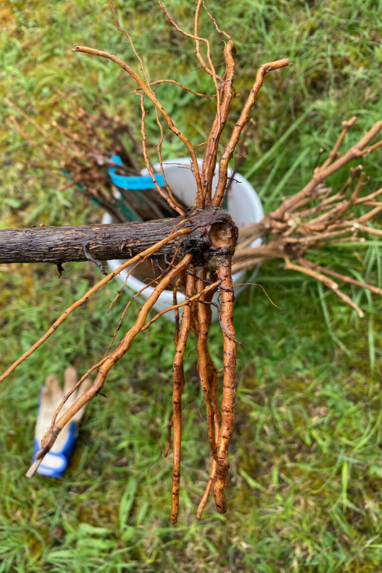 How to Plant Bare Root Grapevines the Right Way