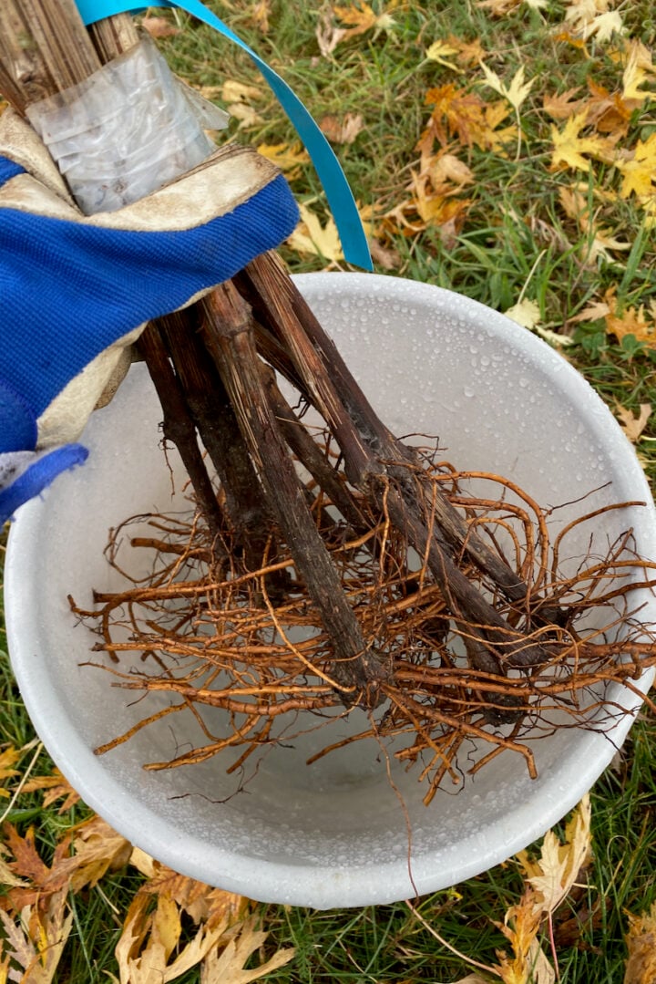 How to Plant Bare Root Grapevines the Right Way