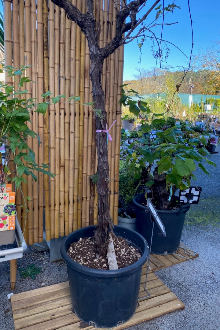 How to Plant Bare Root Grapevines the Right Way