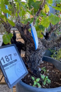 How to Plant Bare Root Grapevines the Right Way