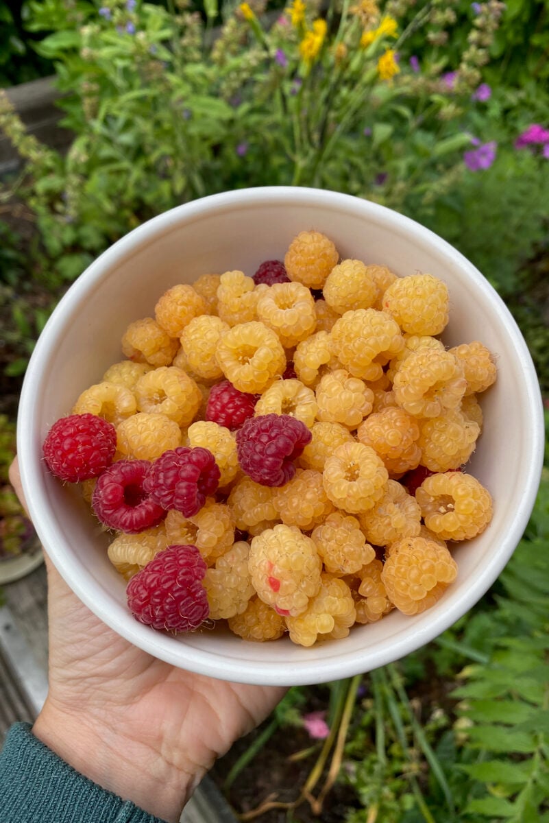 7 Steps to Plant Raspberries The Right Way - Enjoy Berries All Summer ...