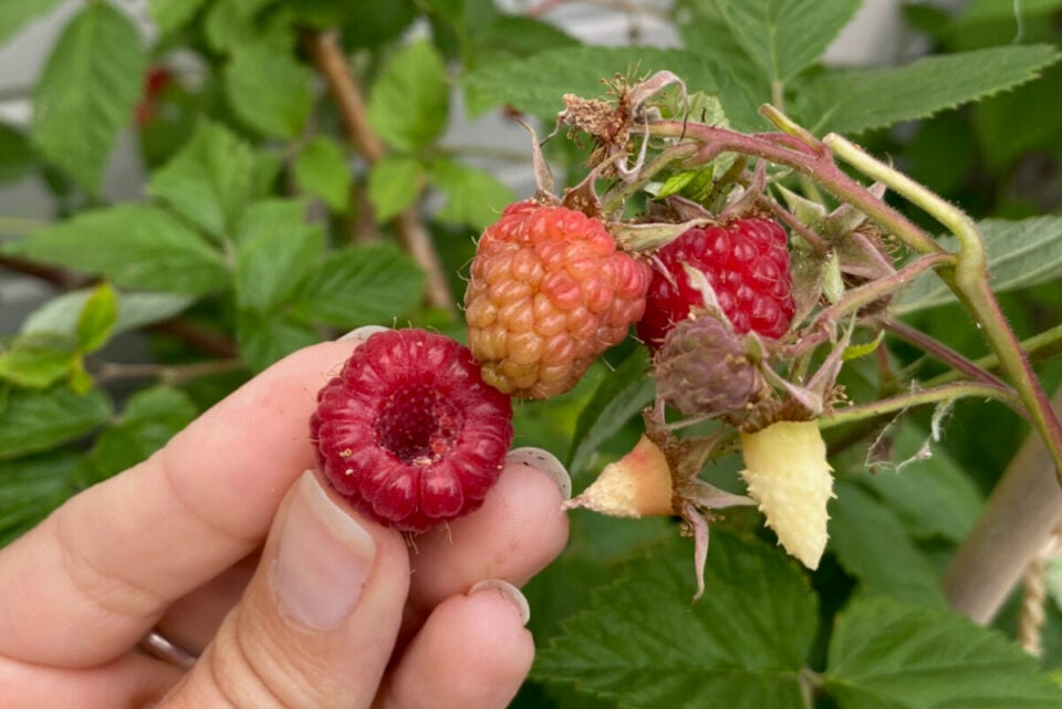 7 Steps to Plant Raspberries The Right Way - Enjoy Berries All Summer ...