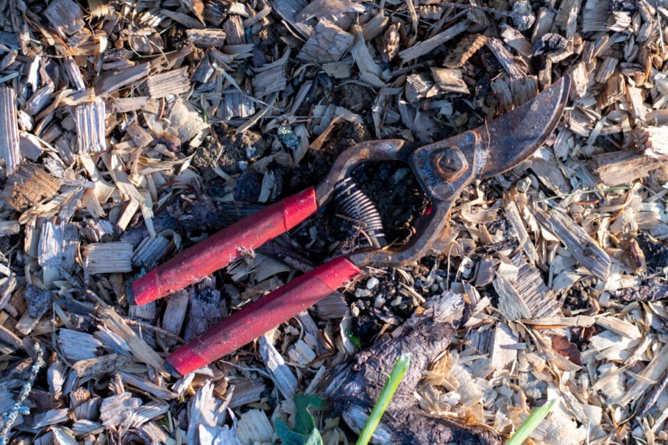 How to Easily Clean & Sharpen Rusty Pruning Shears