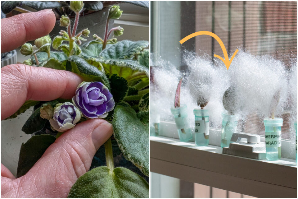7 Crazy Things You Probably Don't Know About Your African Violet