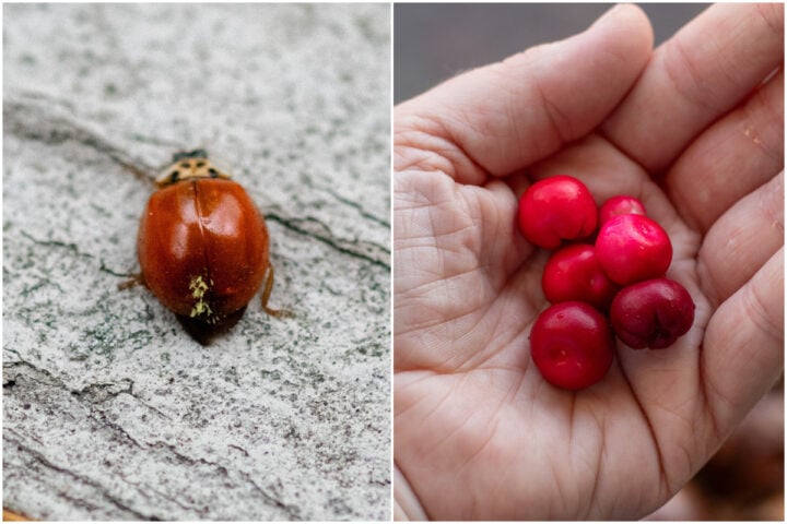 The Best Way to Get Rid of Ladybugs in Your Home This Winter
