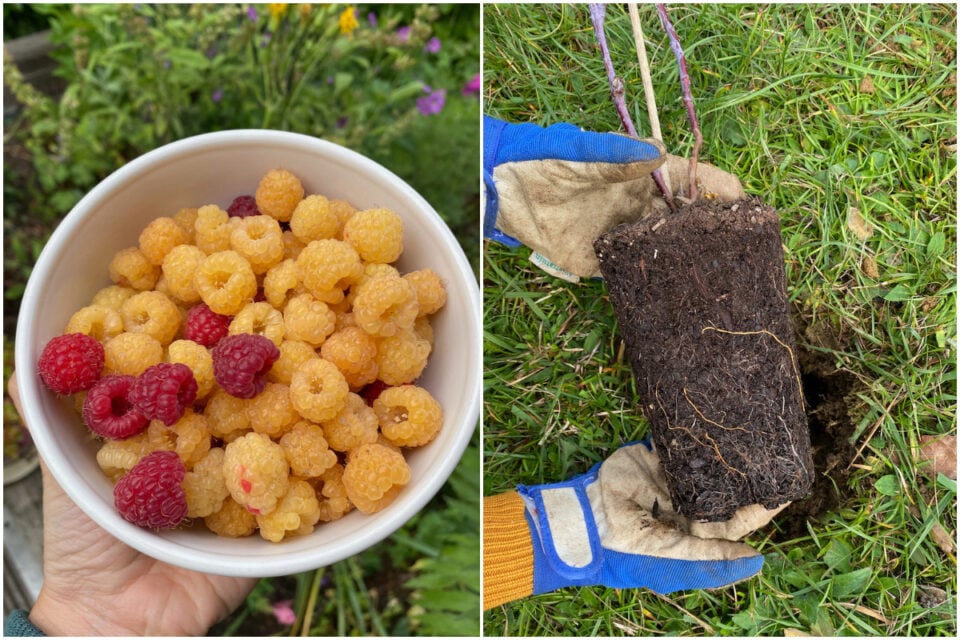 7 Steps to Plant Raspberries The Right Way - Enjoy Berries All Summer ...