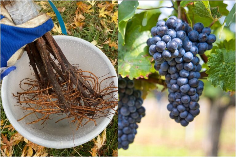 How to Plant Bare Root Grapevines the Right Way