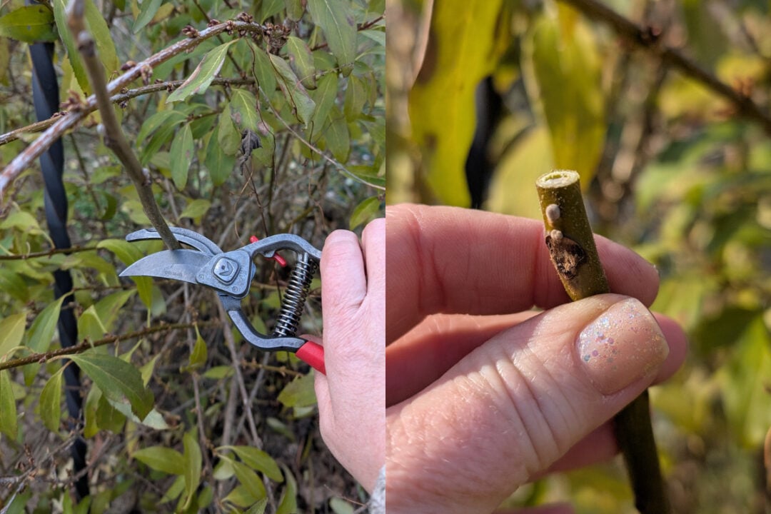 How to Easily Clean & Sharpen Rusty Pruning Shears