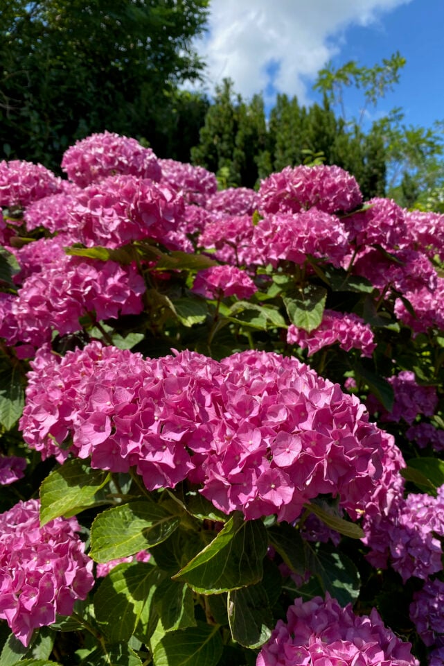 10 Plants You Must NOT Prune in Late Winter