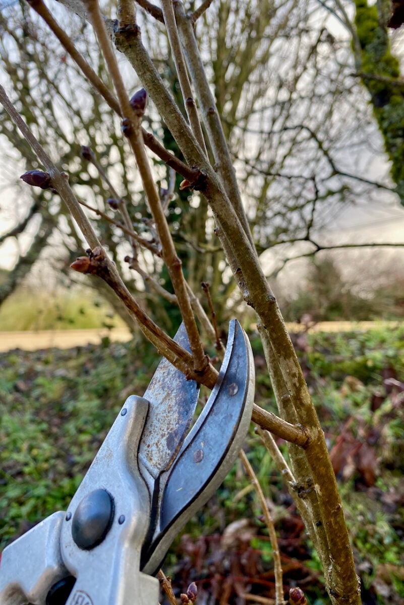 10 Plants You Must NOT Prune in Late Winter