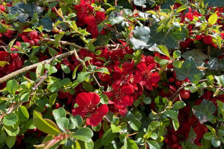 10 Common Plants You Can Propagate in January