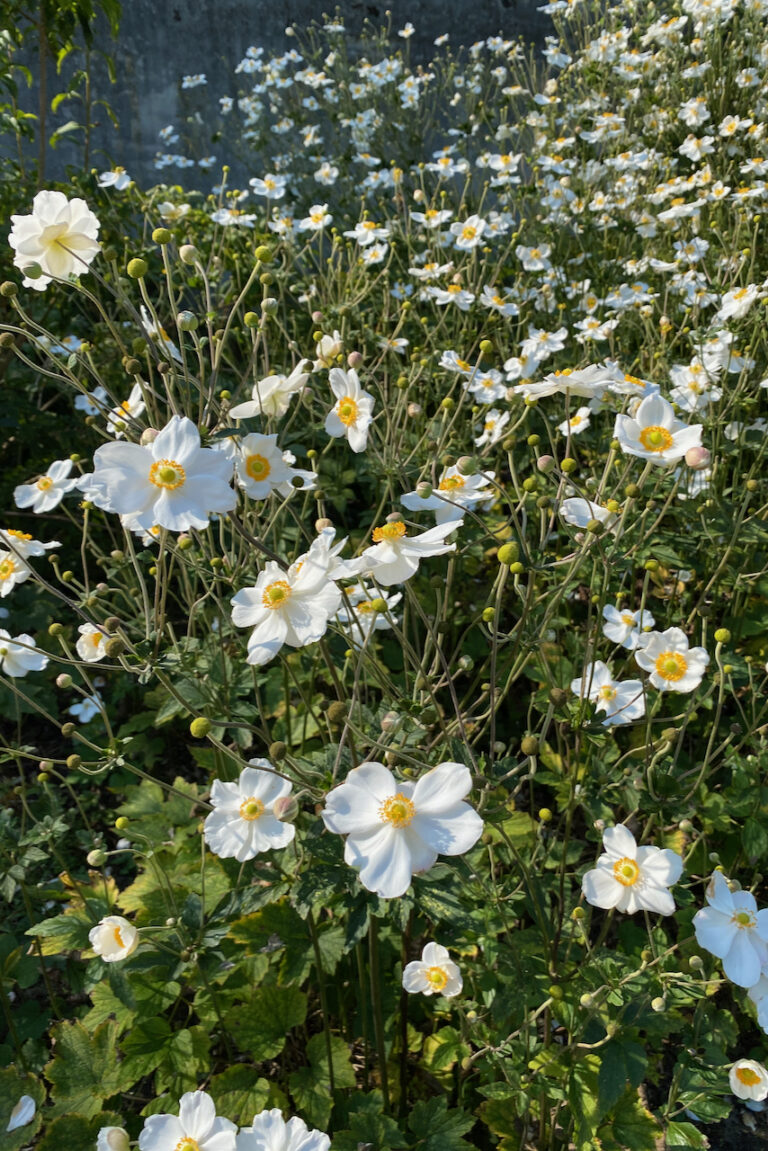 10 Plants That Must Be Pruned in January or February