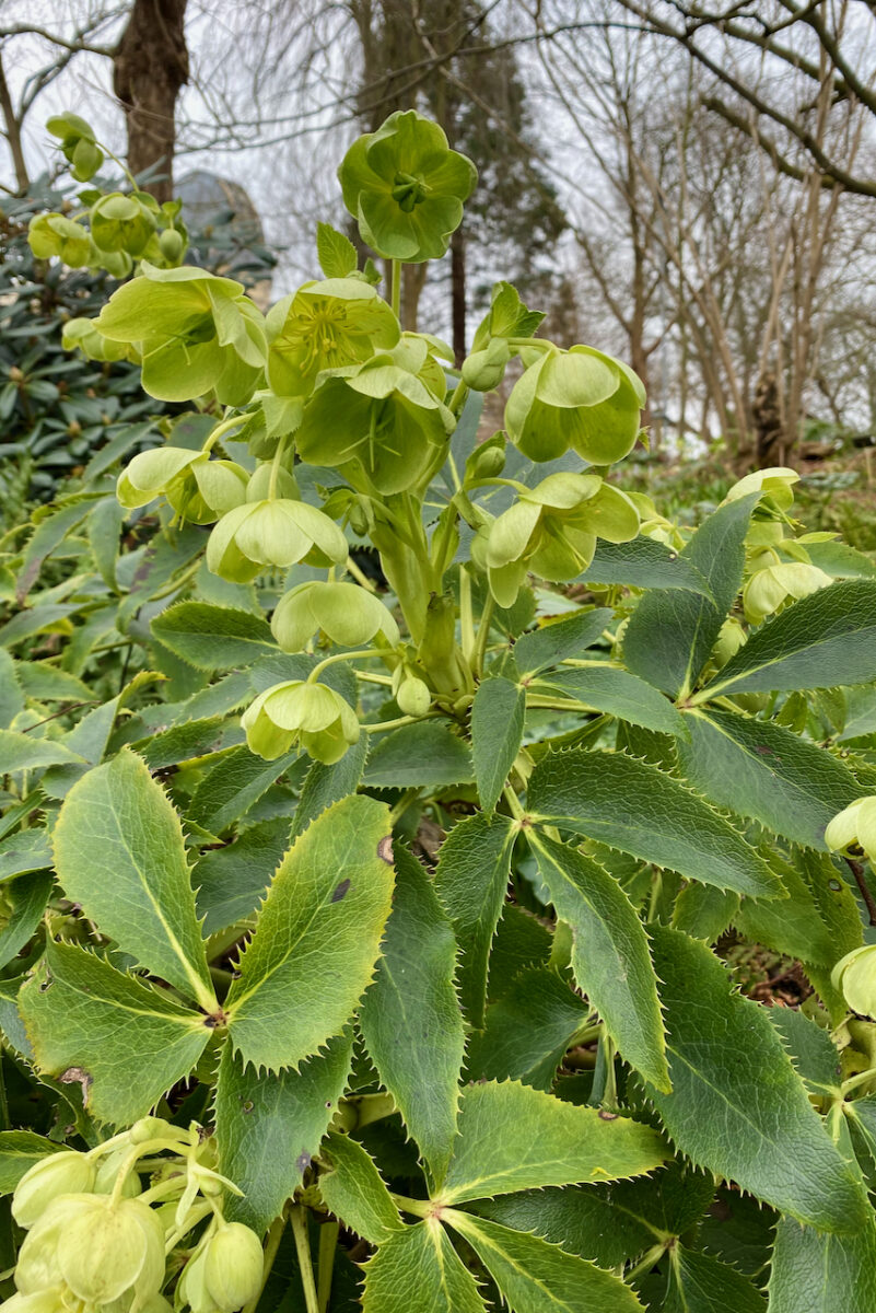 10 Plants That Must Be Pruned in January or February