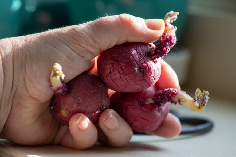 What You Actually Need to Know About Chitting Potatoes