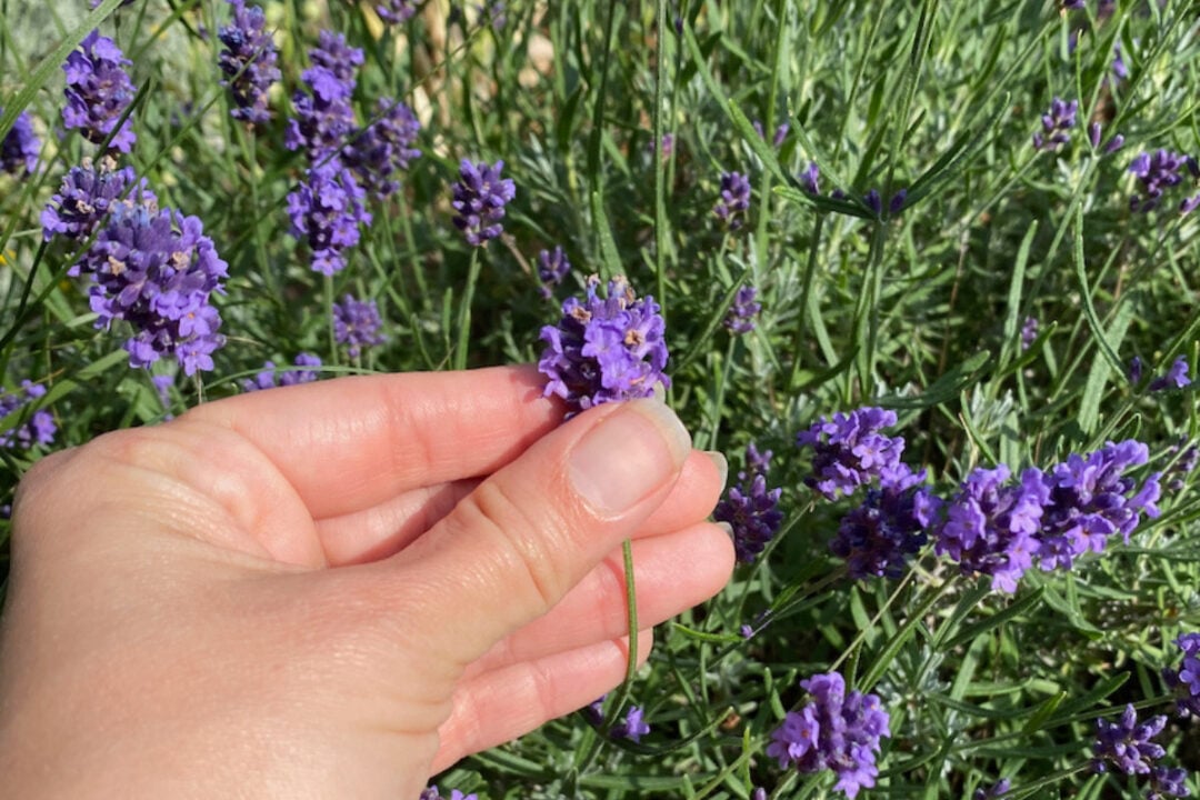 5 Things Everyone Growing Lavender Needs To Know