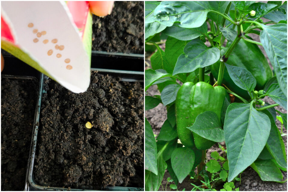 7 Things You Need to Know Before Planting a Single Pepper Seed