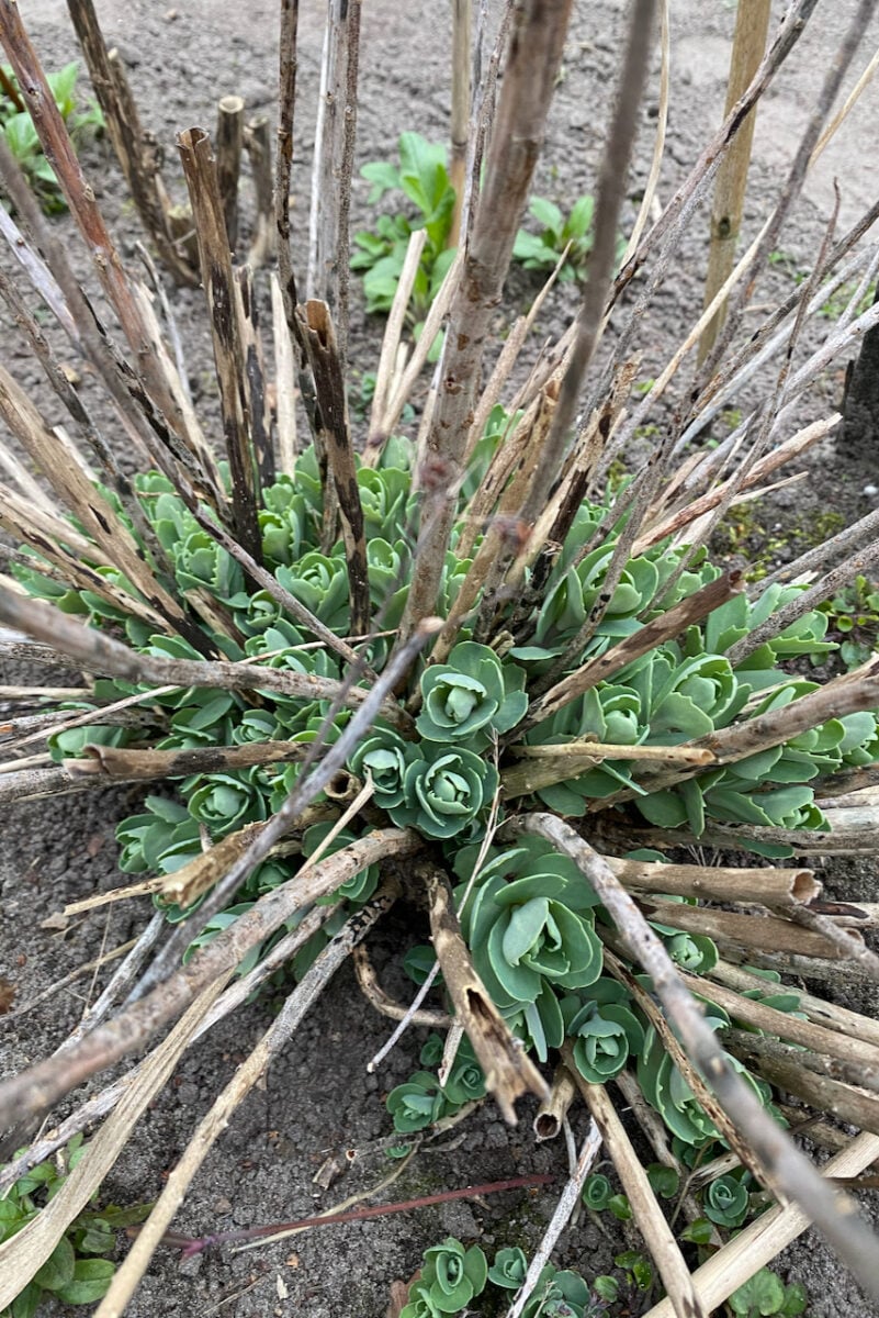 15 Perennials to Cut Back Before Spring Growth Starts