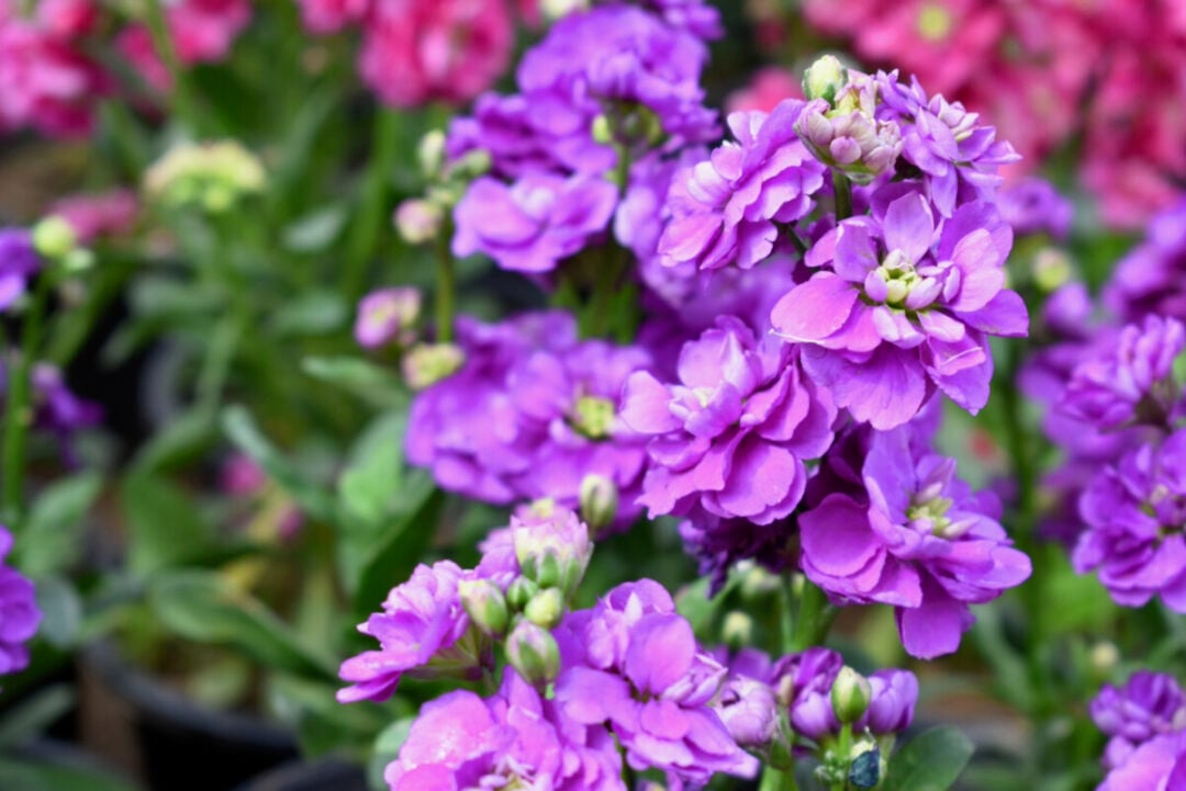 25 Super Fragrant Plants You Should Grow by Your Front Door