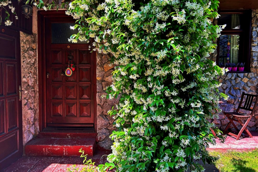 25 Super Fragrant Plants You Should Grow by Your Front Door
