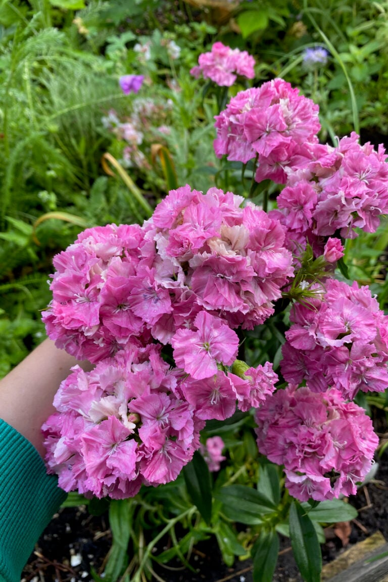 25 Super Fragrant Plants You Should Grow by Your Front Door