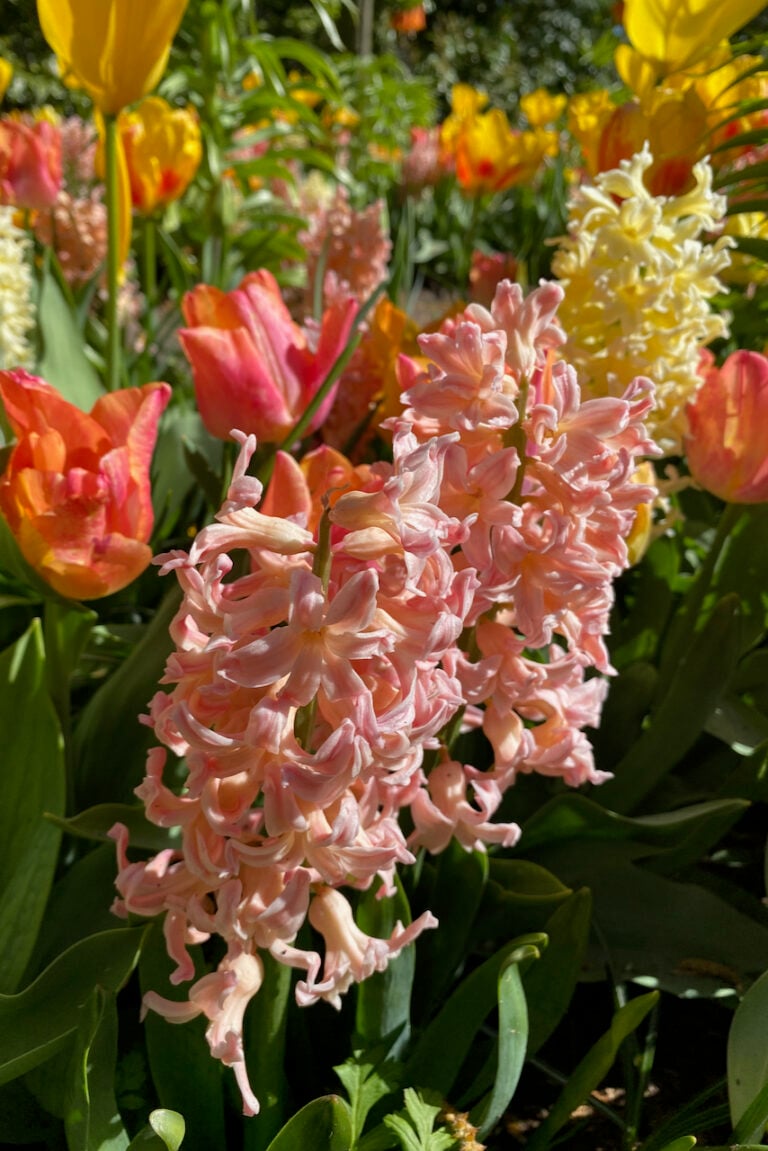 25 Super Fragrant Plants You Should Grow by Your Front Door