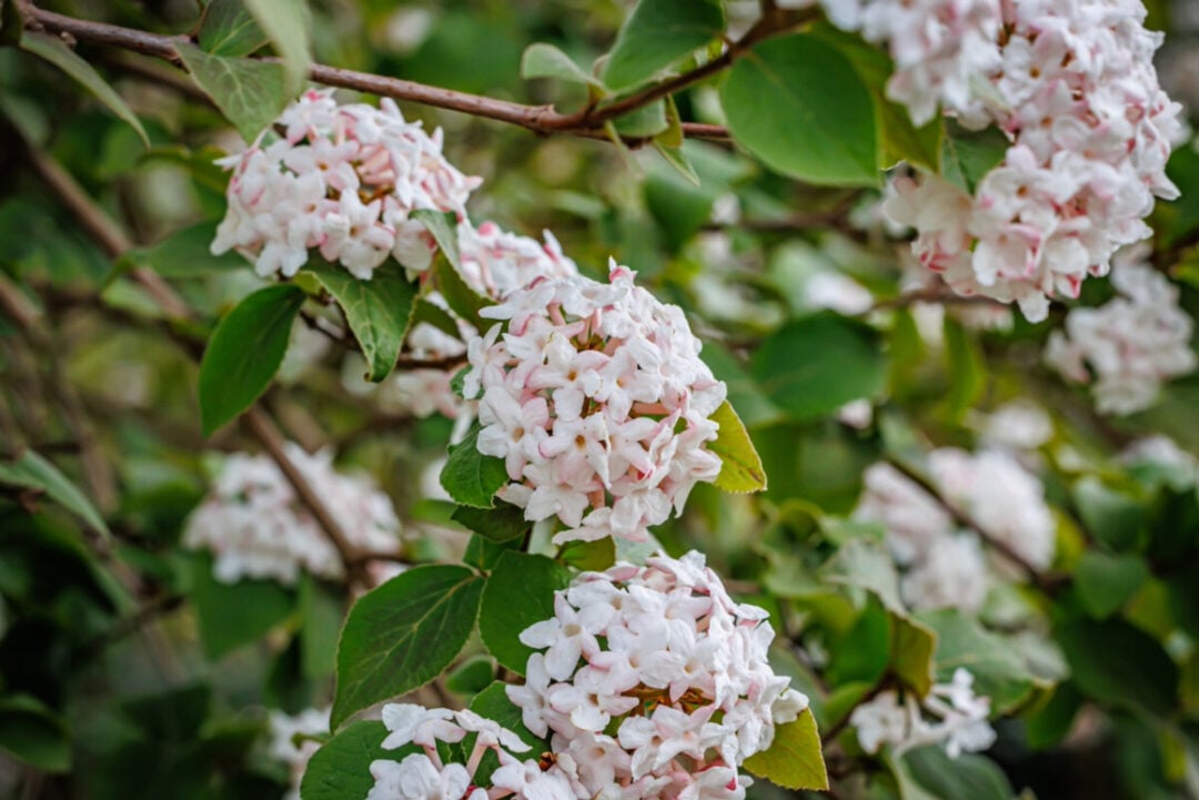 25 Super Fragrant Plants You Should Grow by Your Front Door