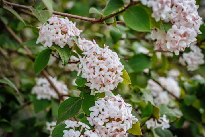 25 Super Fragrant Plants You Should Grow by Your Front Door