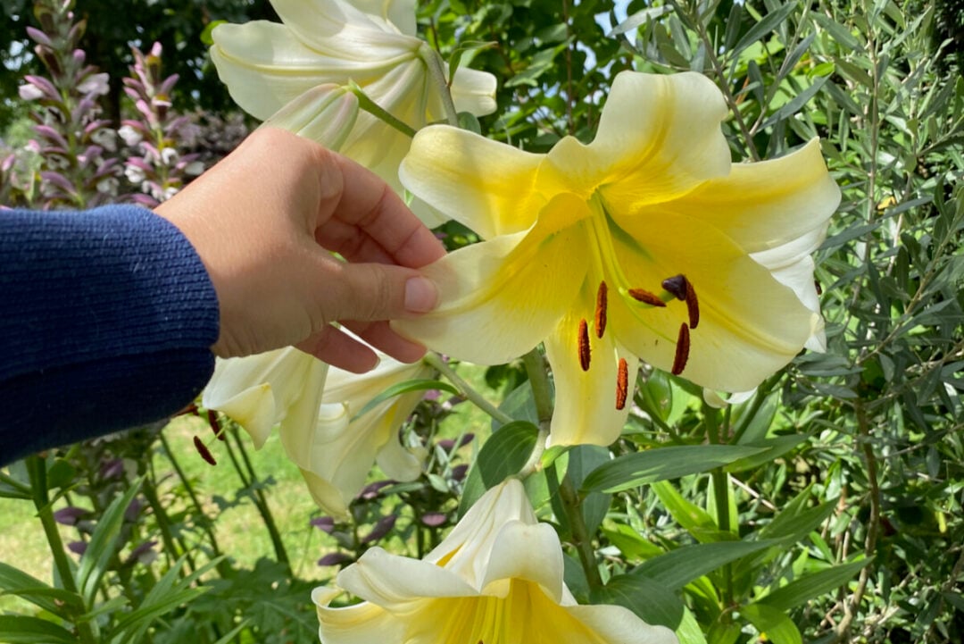 25 Super Fragrant Plants You Should Grow by Your Front Door