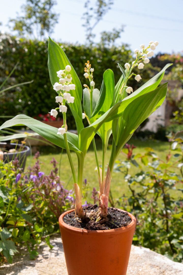 25 Super Fragrant Plants You Should Grow by Your Front Door