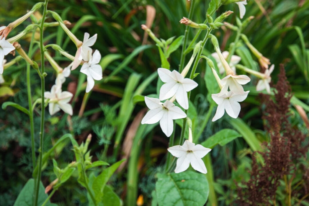25 Super Fragrant Plants You Should Grow by Your Front Door