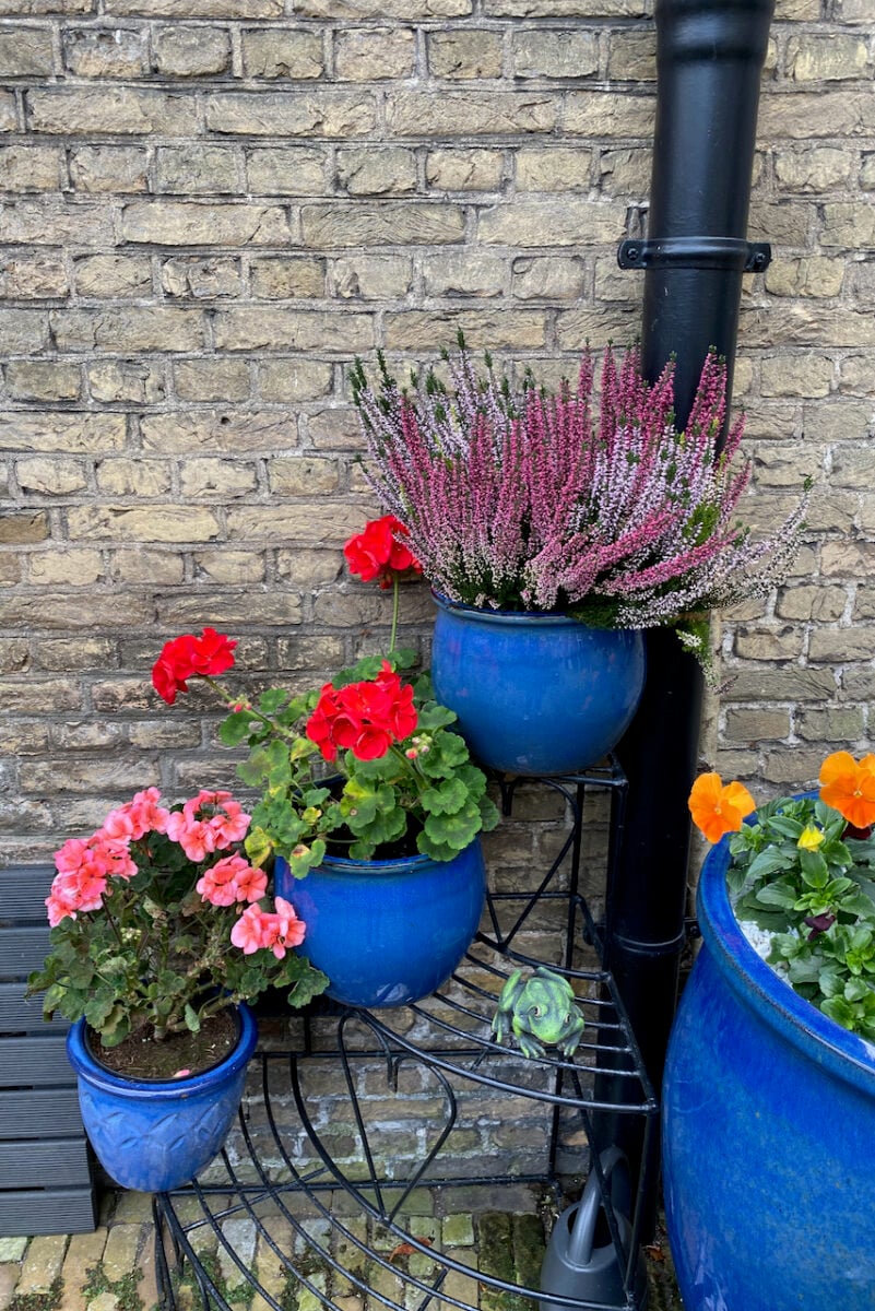 25 Super Fragrant Plants You Should Grow by Your Front Door