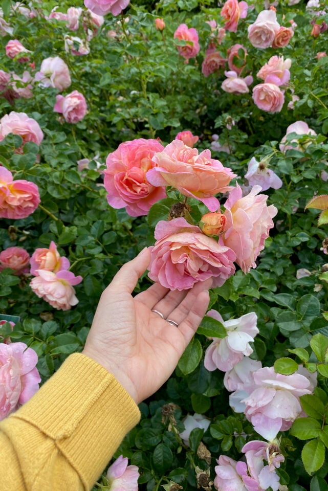 25 Super Fragrant Plants You Should Grow by Your Front Door