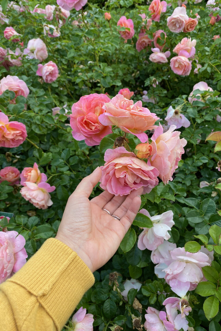 25 Super Fragrant Plants You Should Grow by Your Front Door
