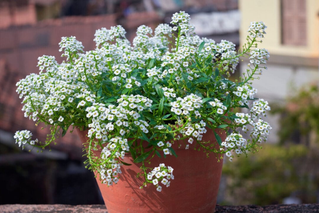 25 Super Fragrant Plants You Should Grow by Your Front Door