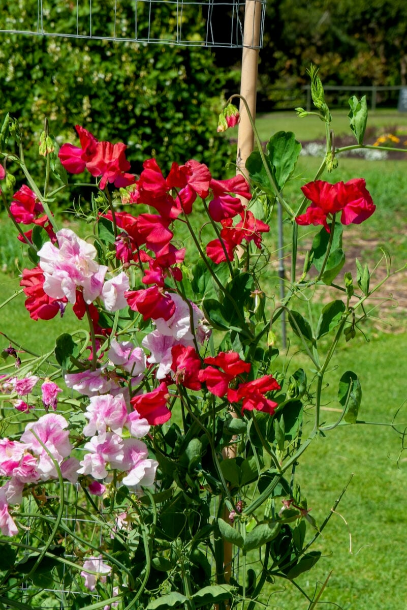 25 Super Fragrant Plants You Should Grow by Your Front Door
