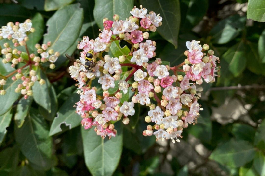 25 Super Fragrant Plants You Should Grow by Your Front Door